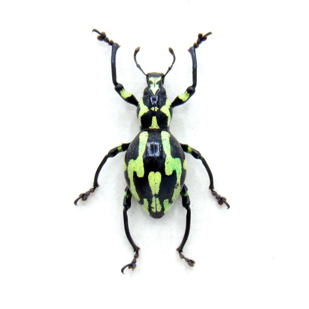 Rare Real Glitter Weevil Beetle Framed Specimen - Pachyrhynchus ...