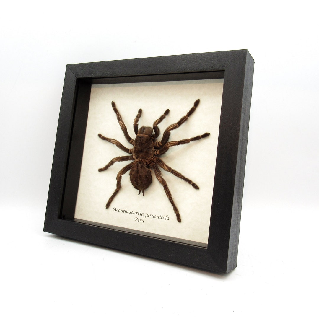 Real XXL Brazilian Orange Banded Tarantula Framed - Etsy