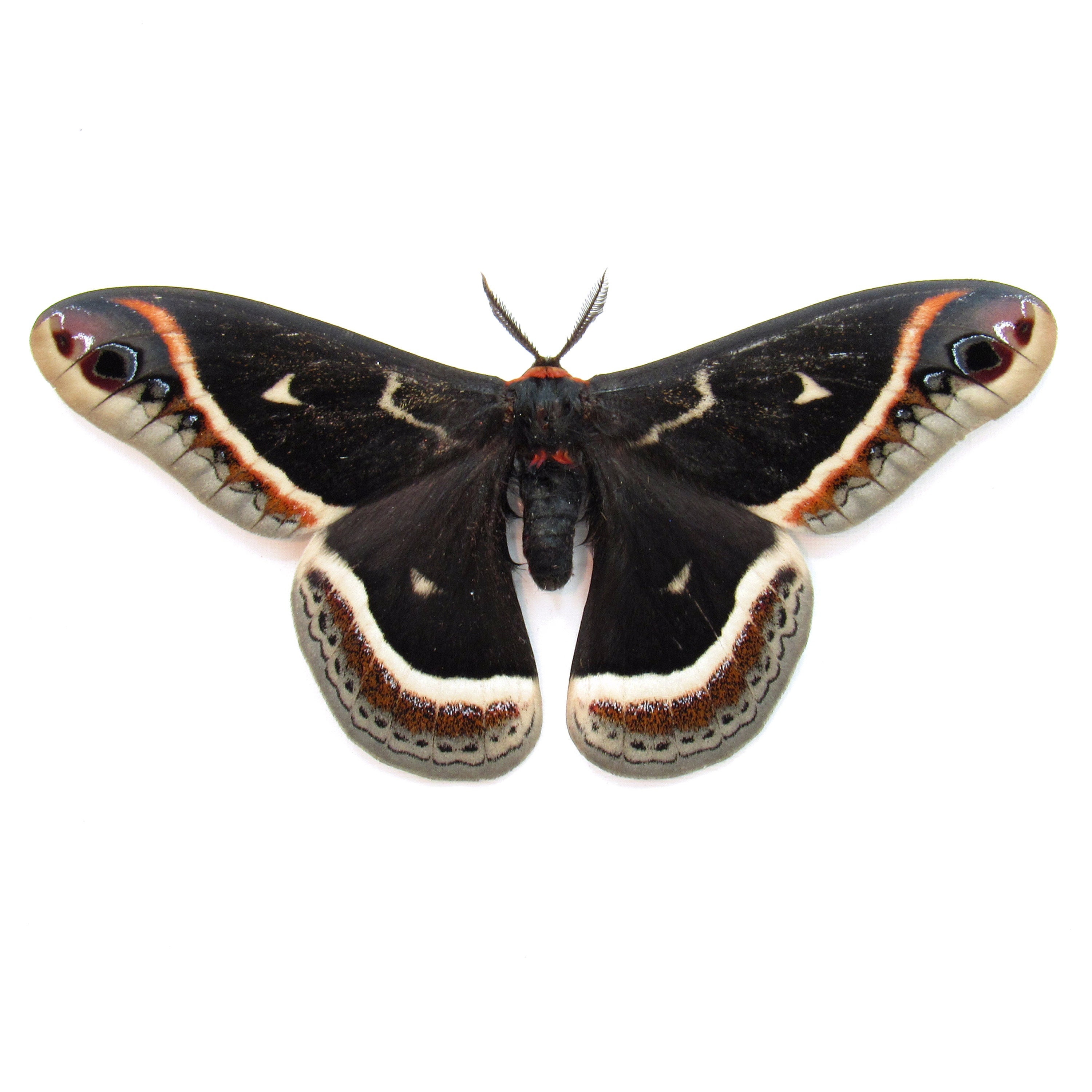 Calleta Silkmoth Caterpillar