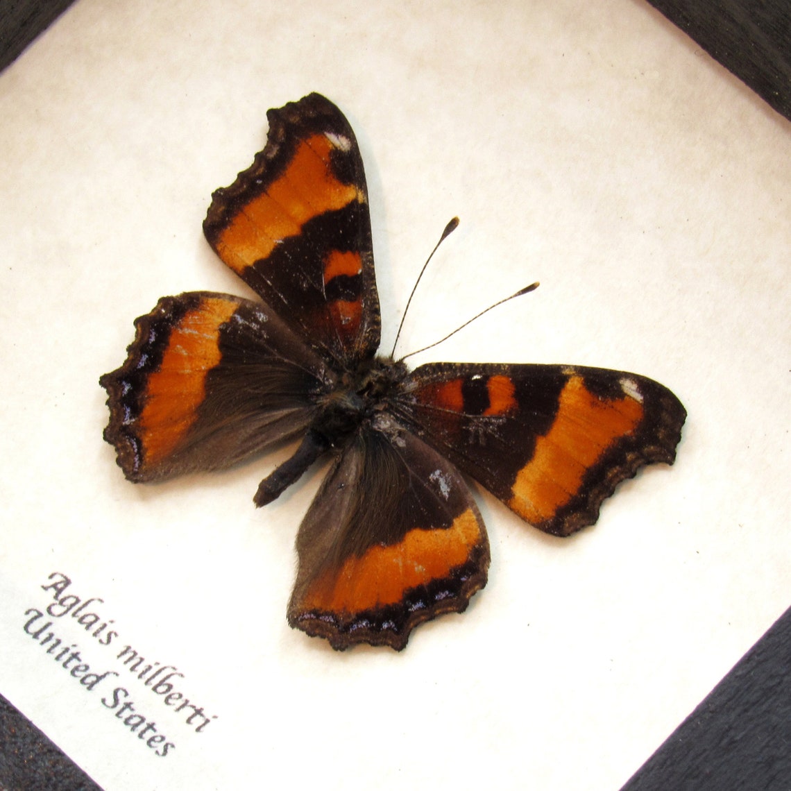 Real Milbert's Tortoiseshell Butterfly Framed Taxidermy - Etsy