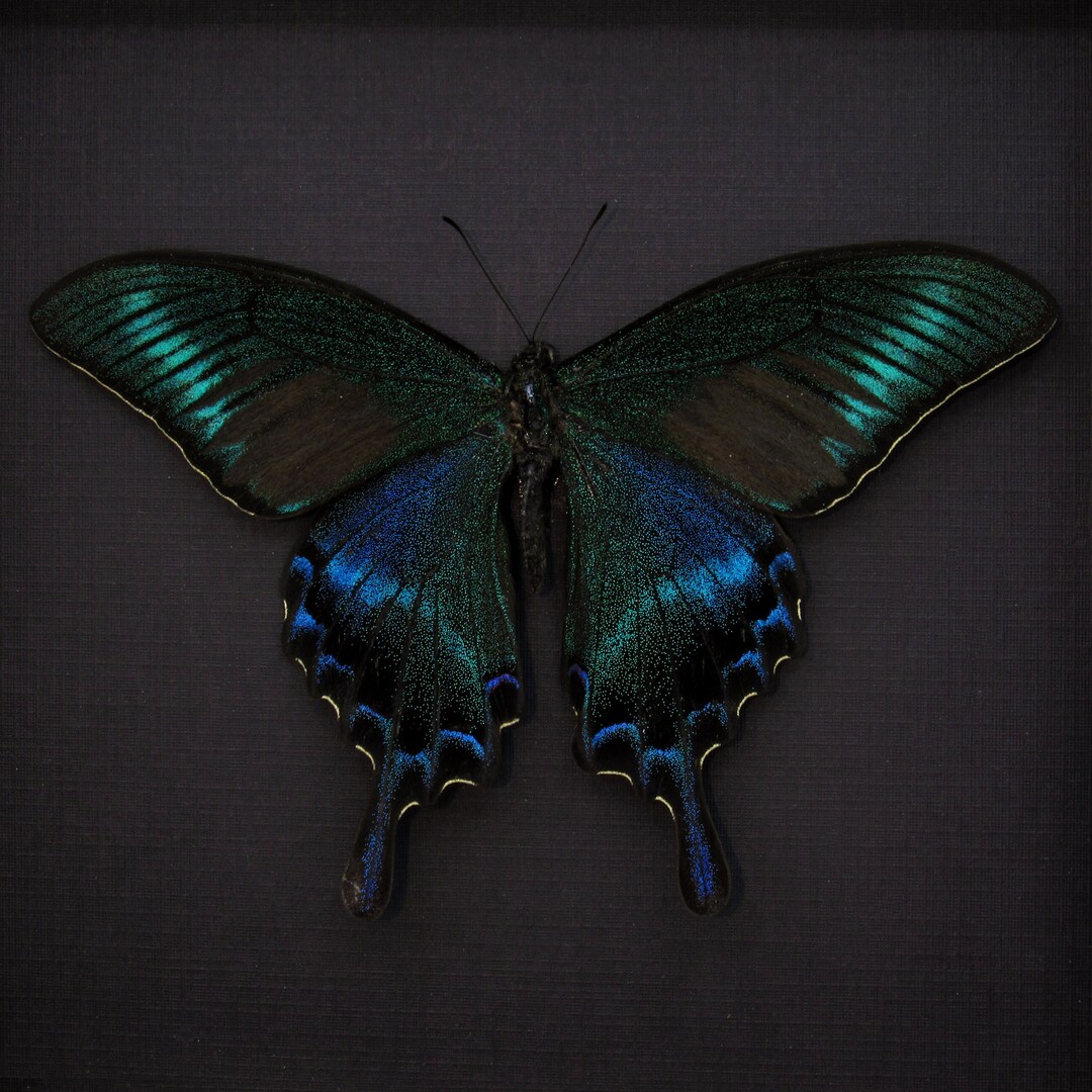 Real Large Alpine Black Swallowtail Framed Taxidermy - Papilio Maackii ...