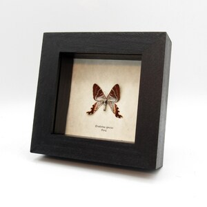 Rare Geometer Moth Framed Taxidermy - Erateina Species - Etsy