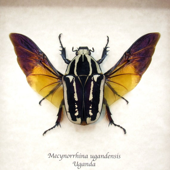 Rare Deep Purple Scarab Beetle Framed Taxidermy Mecynorrhina - Etsy