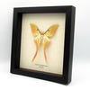 Real Eluina Eighty-eight Butterfly Framed Taxidermy Diaethria Eluina - Etsy