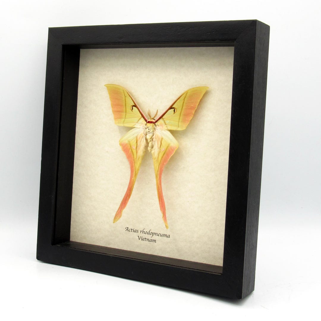 Rare Large Pink Spirit Moth Framed Taxidermy Actias Rhodopneuma - Etsy