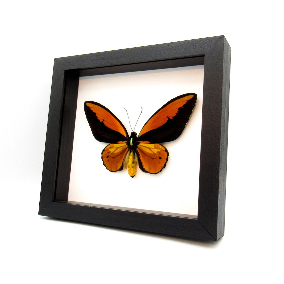 Real Giant Birdwing Butterfly Framed Taxidermy Ornithoptera - Etsy