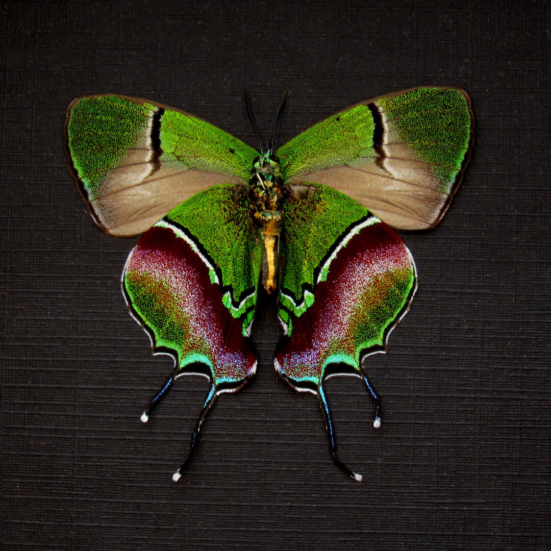Real Metallic Green Butterfly Framed Taxidermy Evenus - Etsy