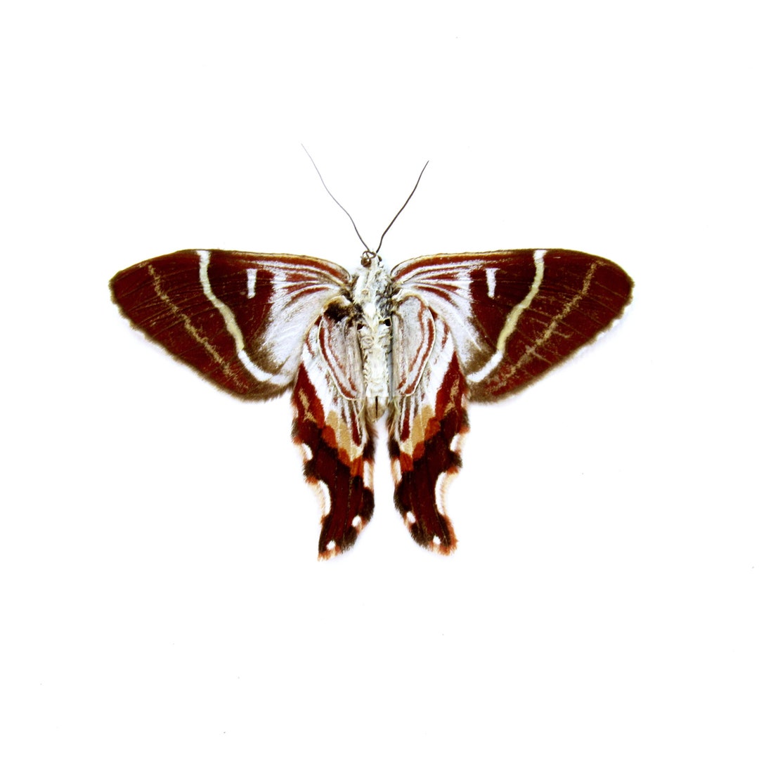 Rare Geometer Moth Framed Taxidermy - Erateina Species - Victorian ...