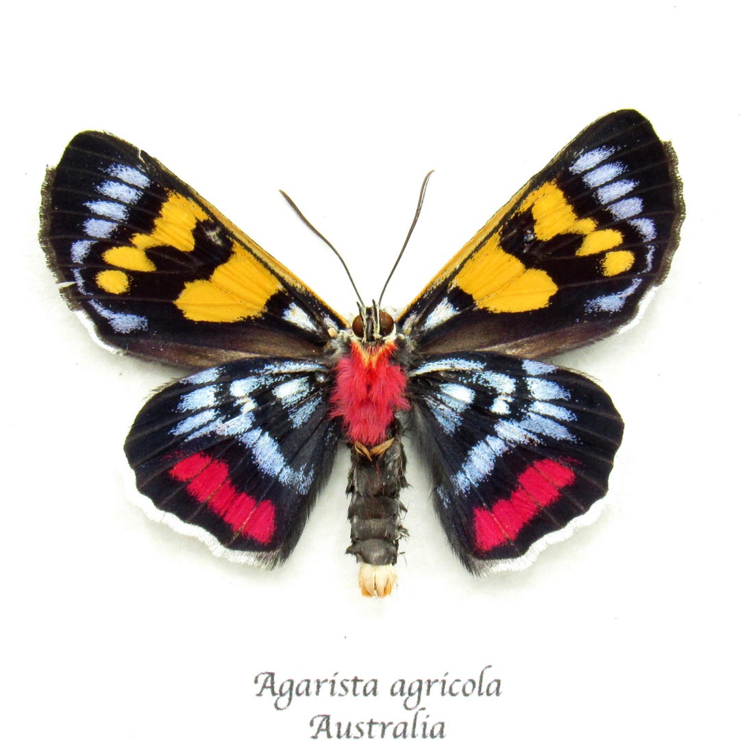 Rare Australian Joseph's Coat Moth Framed Specimen - Agarista Agricola ...