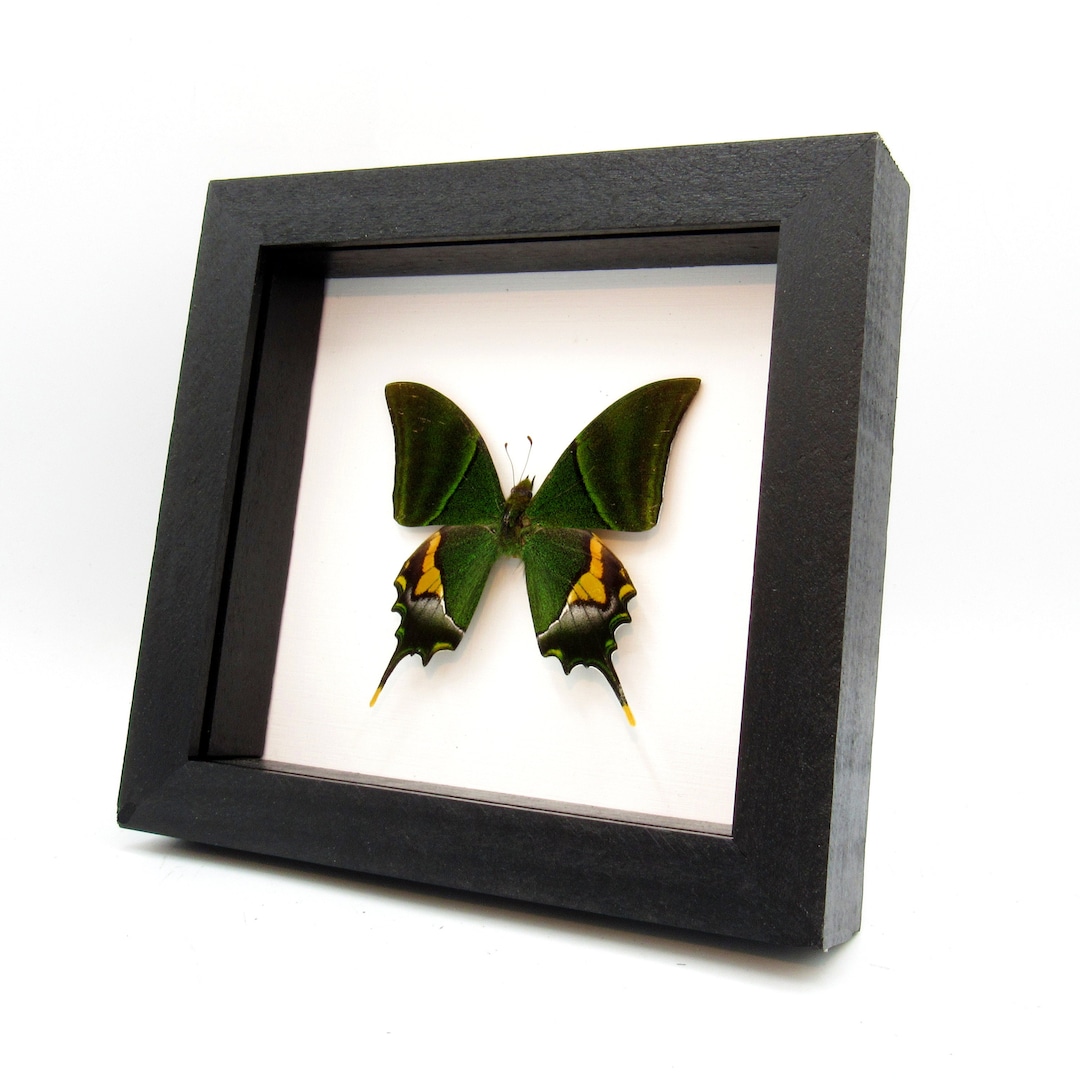 Buy Real Rare Kaiser-i-hind Swallowtail Butterfly Framed Taxidermy ...