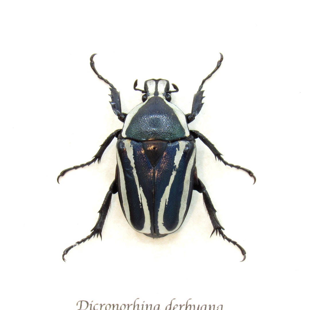 Real Scarab Beetle Framed Taxidermy - Dicronorhina Derbyana - Female ...