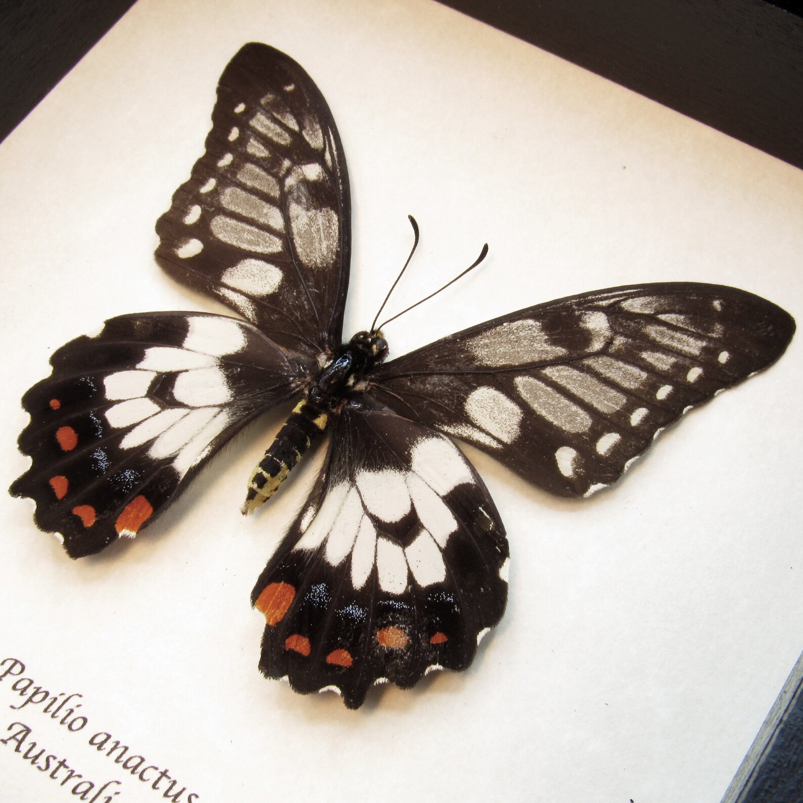 Real Dainty Swallowtail butterfly framed Papilio anactus | Etsy