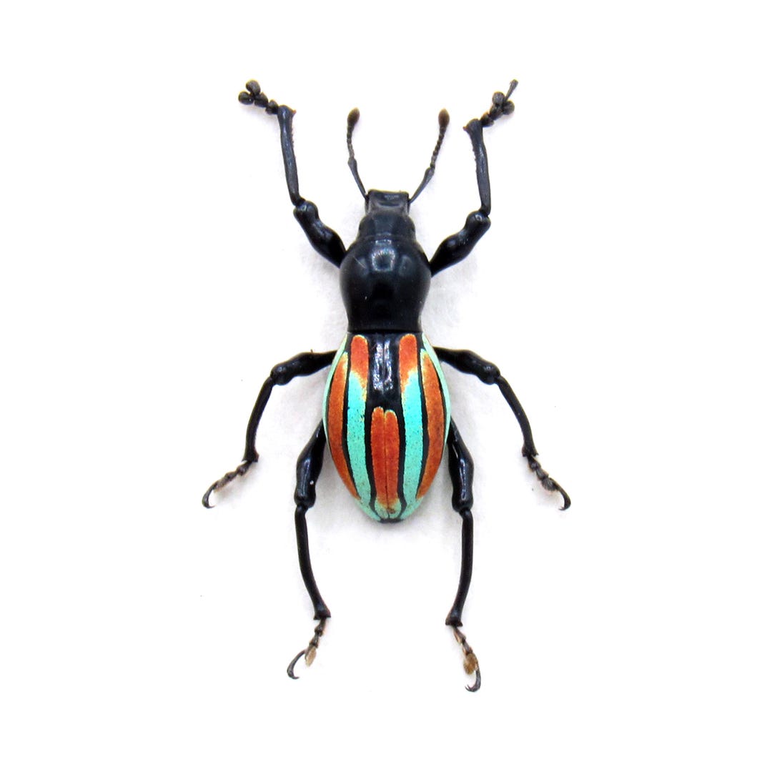 Rare Real Weevil Beetle Framed Specimen - Pachyrhynchus Species - Etsy