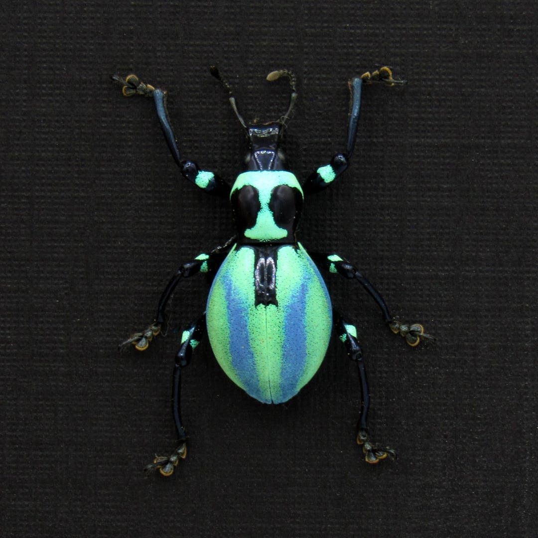 Very Rare Real Weevil Beetle Framed Specimen - Pachyrhynchus Coeruleus ...