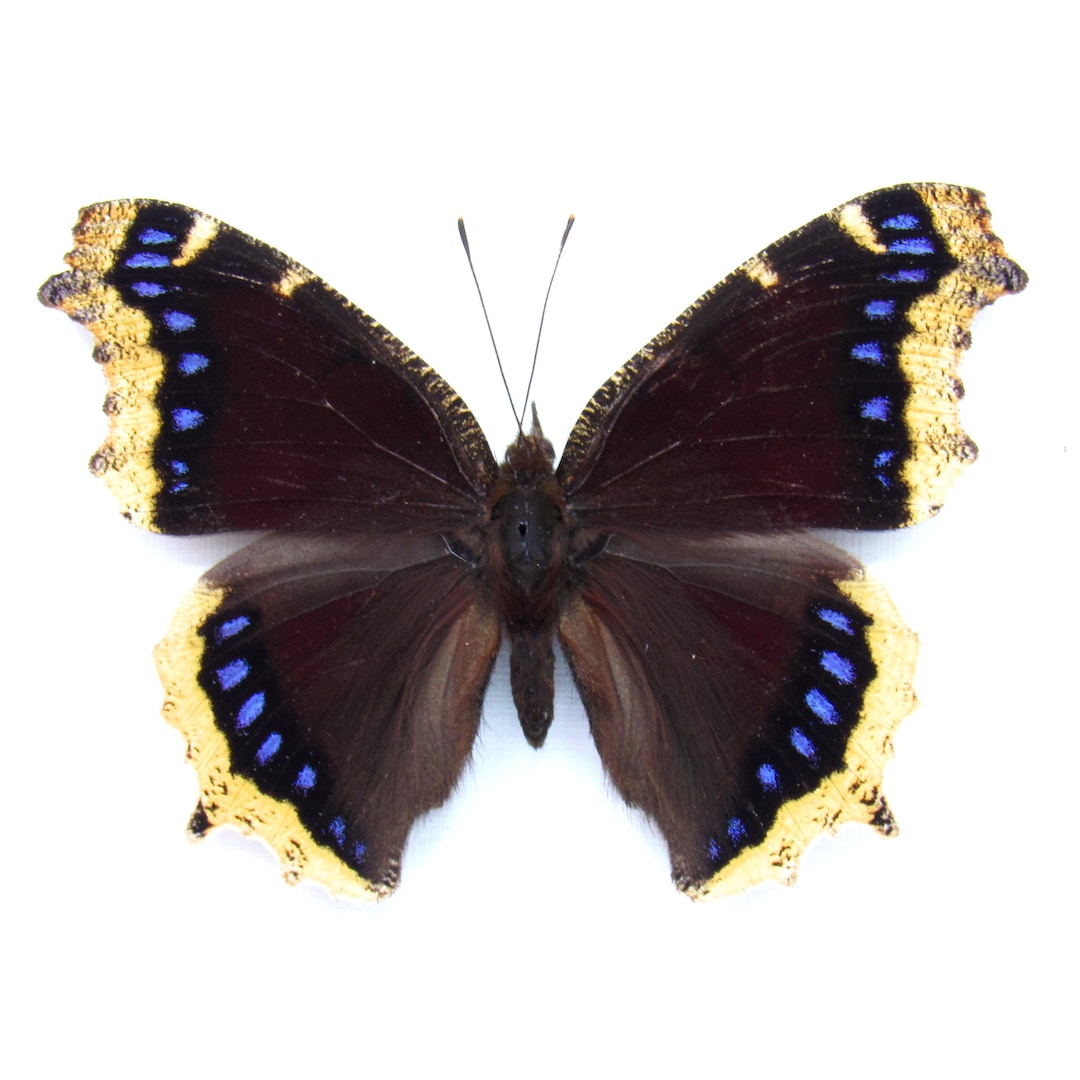 Real Mourning Cloak Butterfly Framed Taxidermy - Nymphalis Antiopa - Etsy