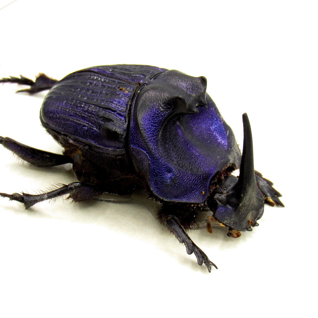 Rare Giant Purple Scarab Beetle Framed Taxidermy - Megaphanaeus ...