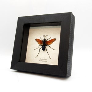 Real Large Tarantula Hawk Wasp Framed Taxidermy Pepsis Thisbe - Etsy