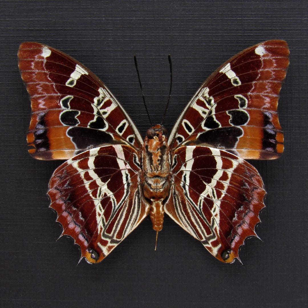 Real Lavender Eudoxus Charaxes Butterfly Framed Taxidermy - Charaxes ...