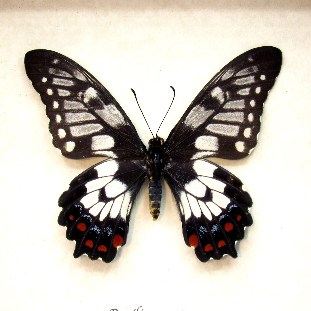 Real Dainty Swallowtail Butterfly Framed Taxidermy Papilio Anactus - Etsy