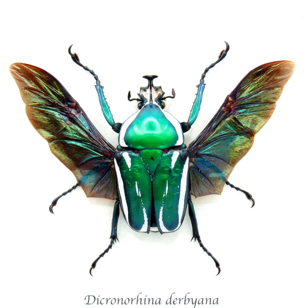 Green Metallic Scarab Beetle Framed Taxidermy - Dicronorhina Derbyana ...