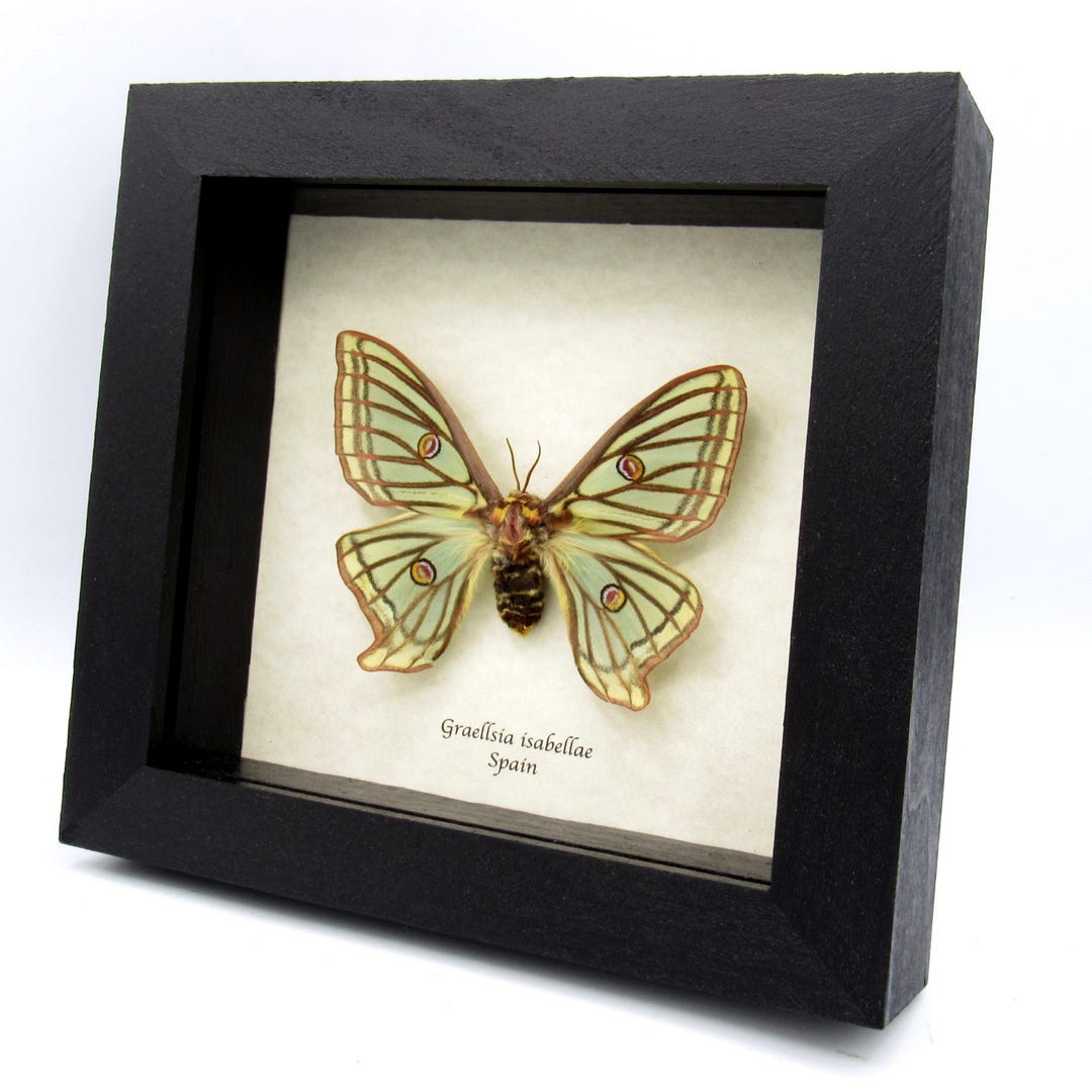 Rare Spanish Moon Moth Framed Taxidermy - Graellsia Isabellae - XL ...