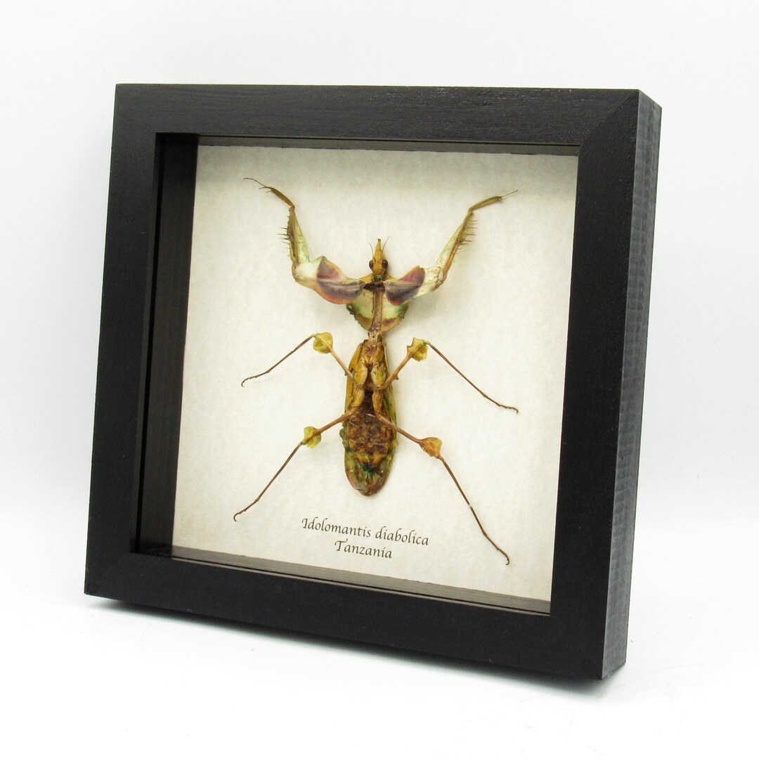 Real Giant Devils Flower Mantis Framed Taxidermy - Idolomantis ...