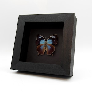 Rare Blue Leafwing Butterfly Framed Memphis Forreri Female - Etsy