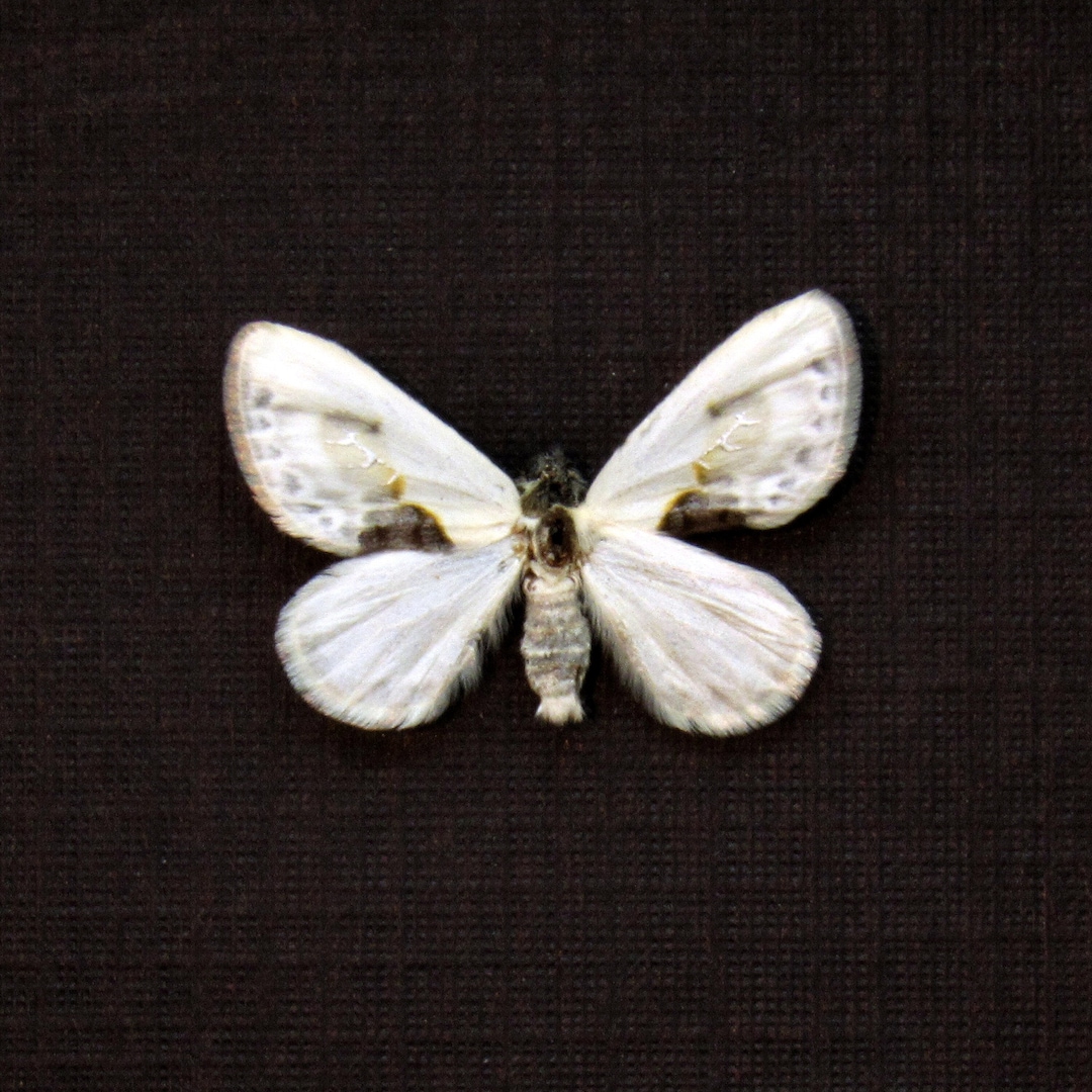 Real TINY Chinese Character Moth Framed Taxidermy - Cilix Glaucata - Etsy