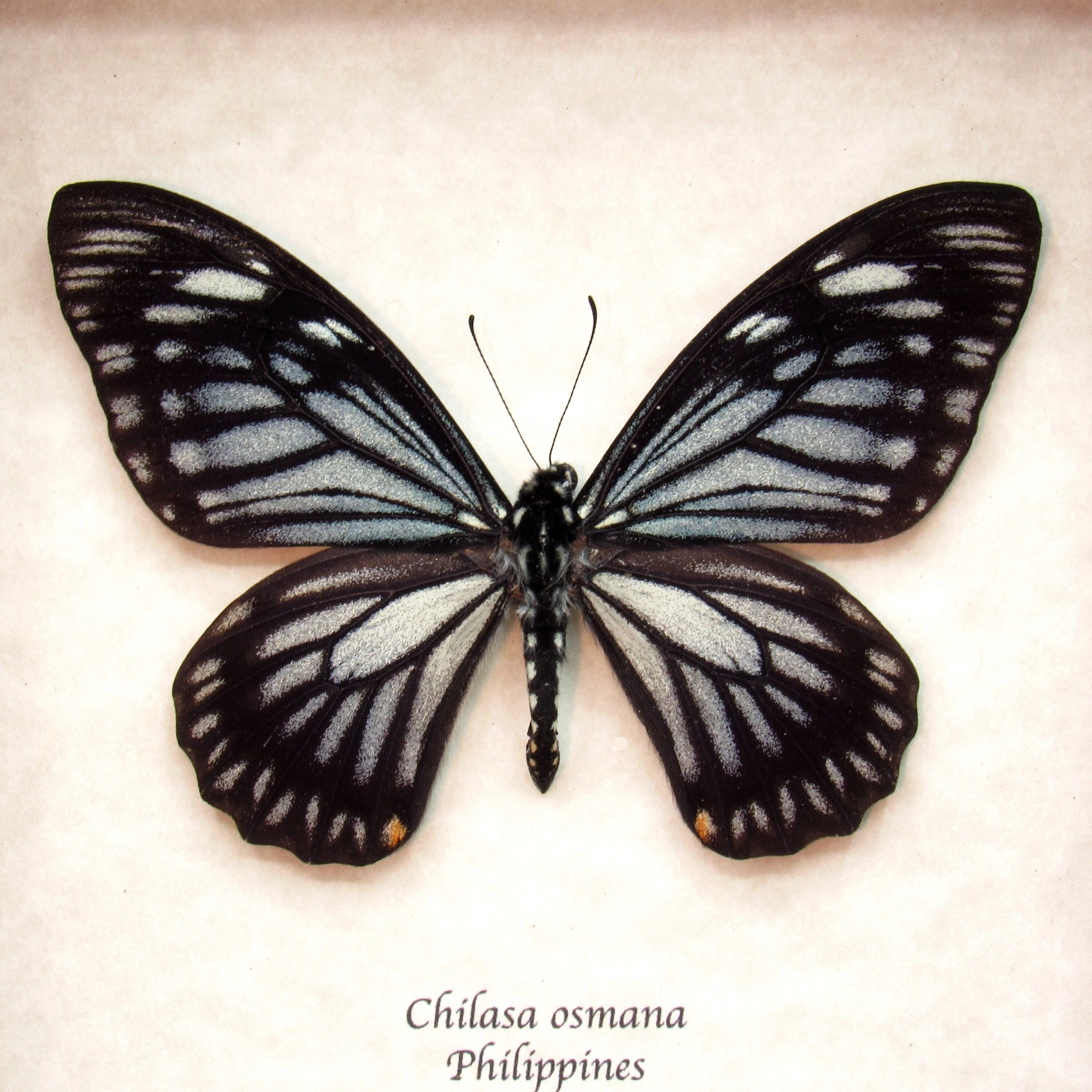 Real Mime Butterfly Framed Taxidermy - Chilasa Osmana - Etsy