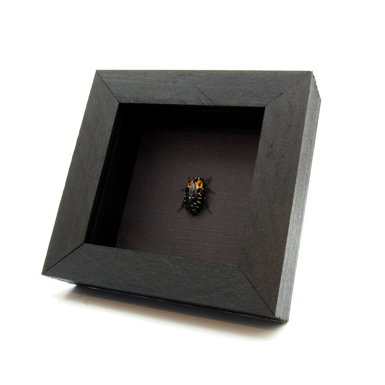 Real African Scarab Beetle Framed Taxidermy Euchroea Urania - Etsy
