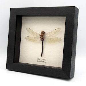 Real Green Darner Dragonfly Framed Taxidermy - Anax Junius - Large Female - Etsy