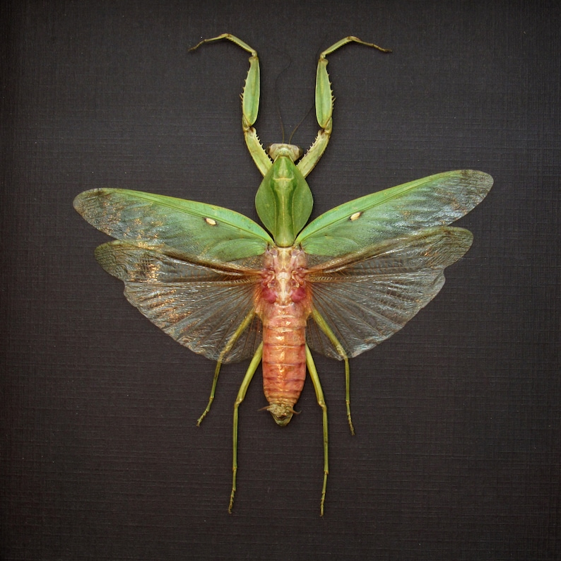 Real Giant Hooded Leaf Mantis Framed Taxidermy - Rhombodera Javana - Etsy