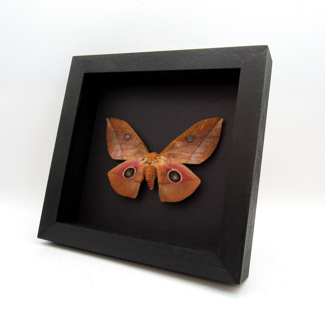 Real Emperor Moth Framed Taxidermy - Lobobunaea Acetes - Female - Etsy