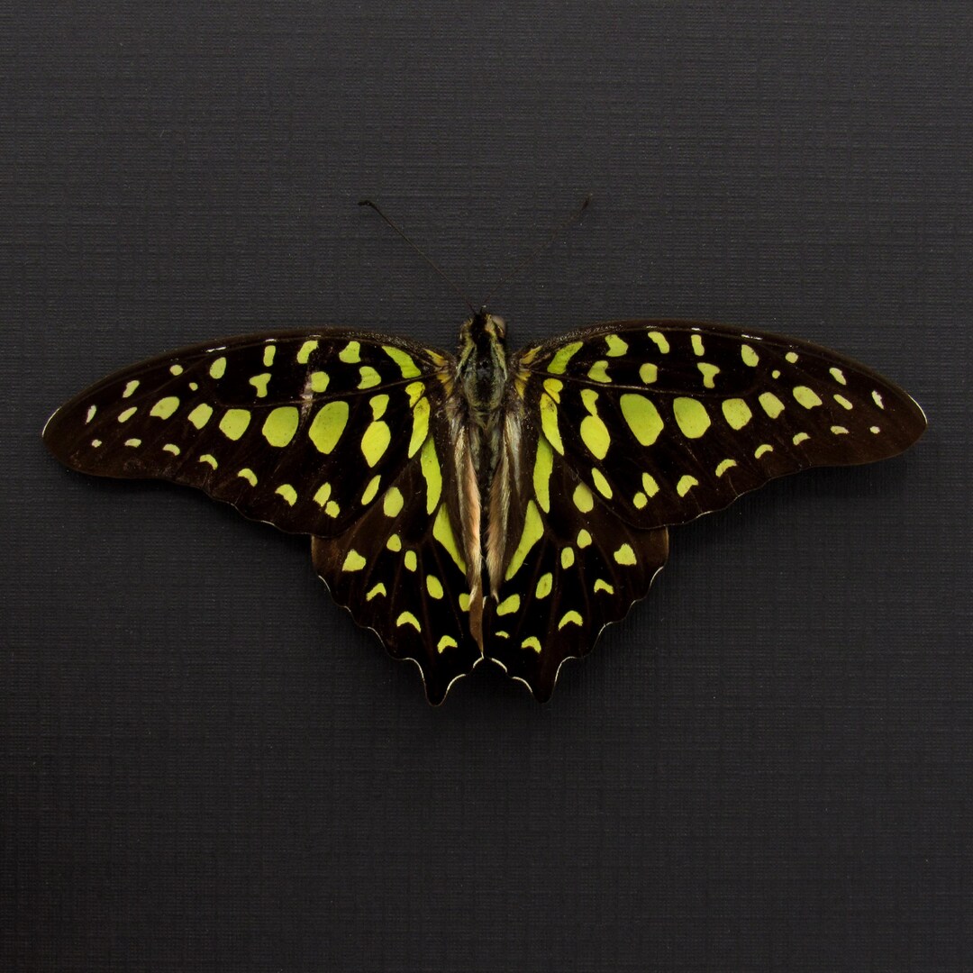 Real Green Tailed Jay Butterfly Framed Taxidermy - Graphium Agamemnon ...