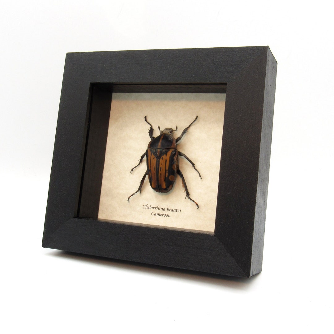 Rare African Scarab Beetle Framed Taxidermy - Chelorrhina Kraatzi ...
