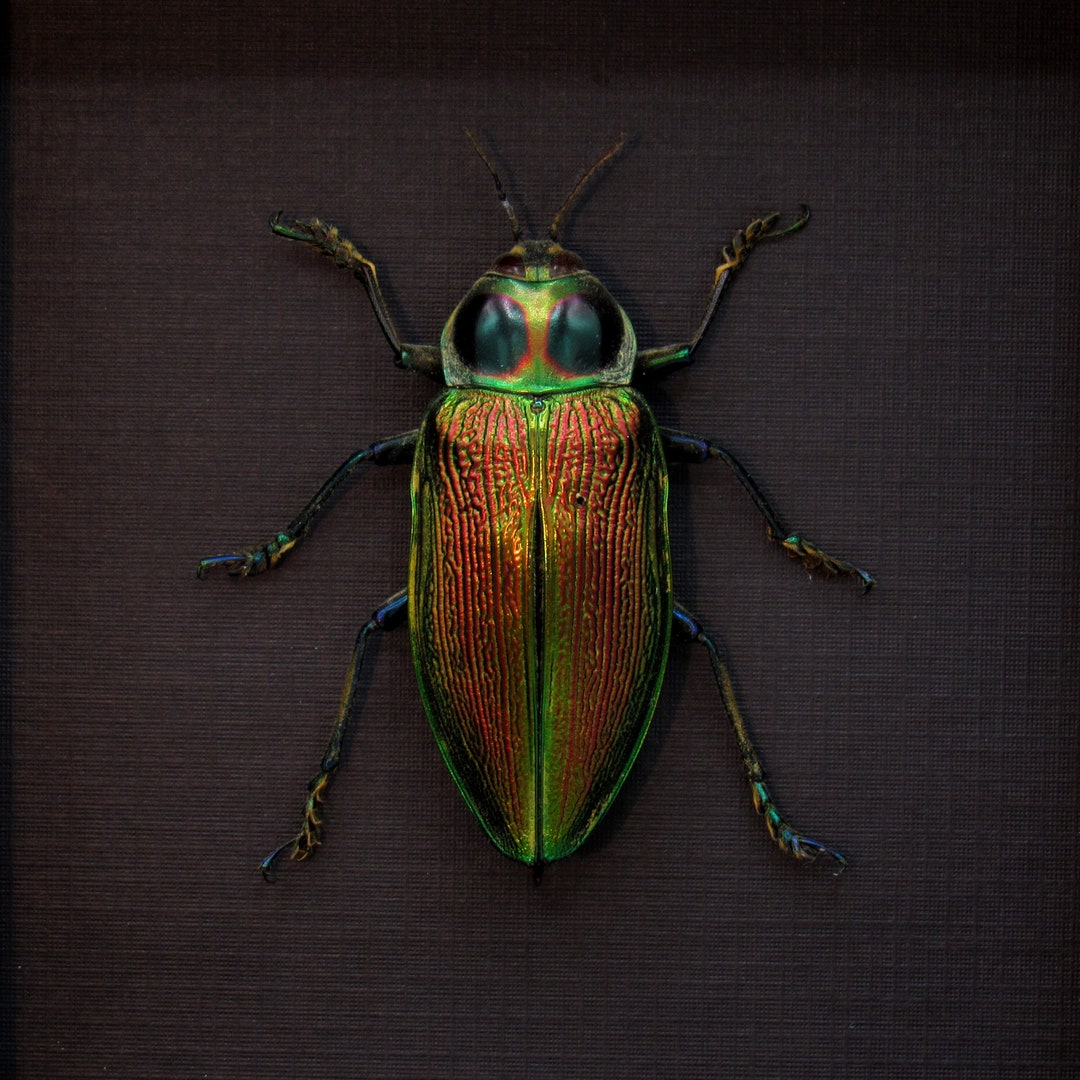 Huge Metallic Jewel Beetle Framed Taxidermy Euchroma - Etsy