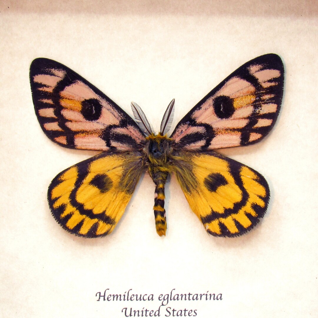 Real Rare Western Sheep Moth Framed Taxidermy - Hemileuca Eglantarina ...