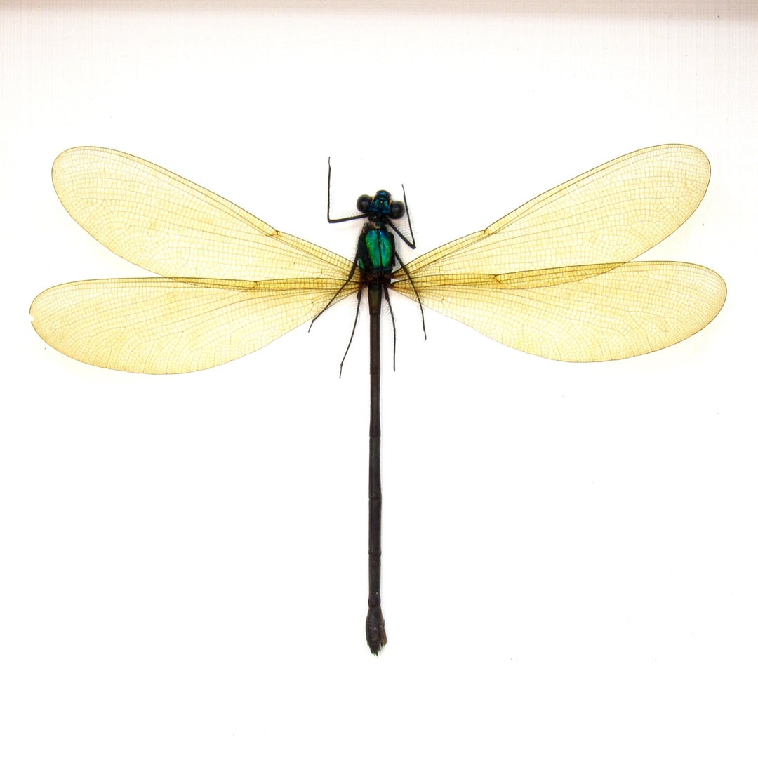 Real Large Green Dragonfly Framed Taxidermy - Vestalis Luctuosa ...