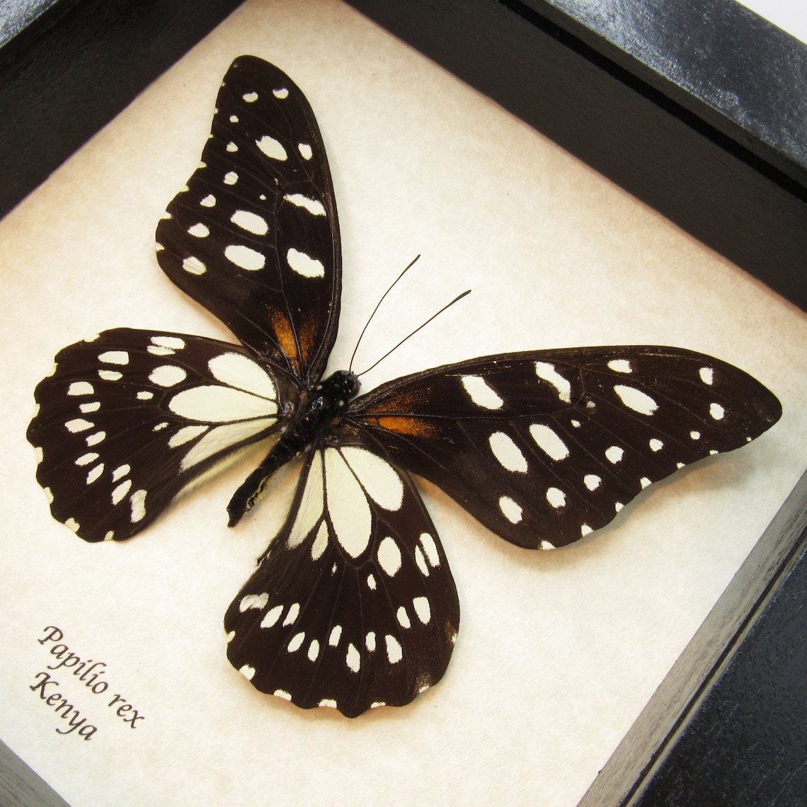 Rare Regal Swallowtail butterfly framed Papilio rex | Etsy
