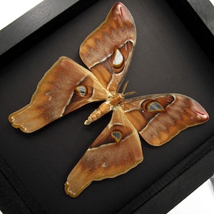 Rare Giant Hercules Atlas Moth Framed Taxidermy - Coscinocera Hercules ...