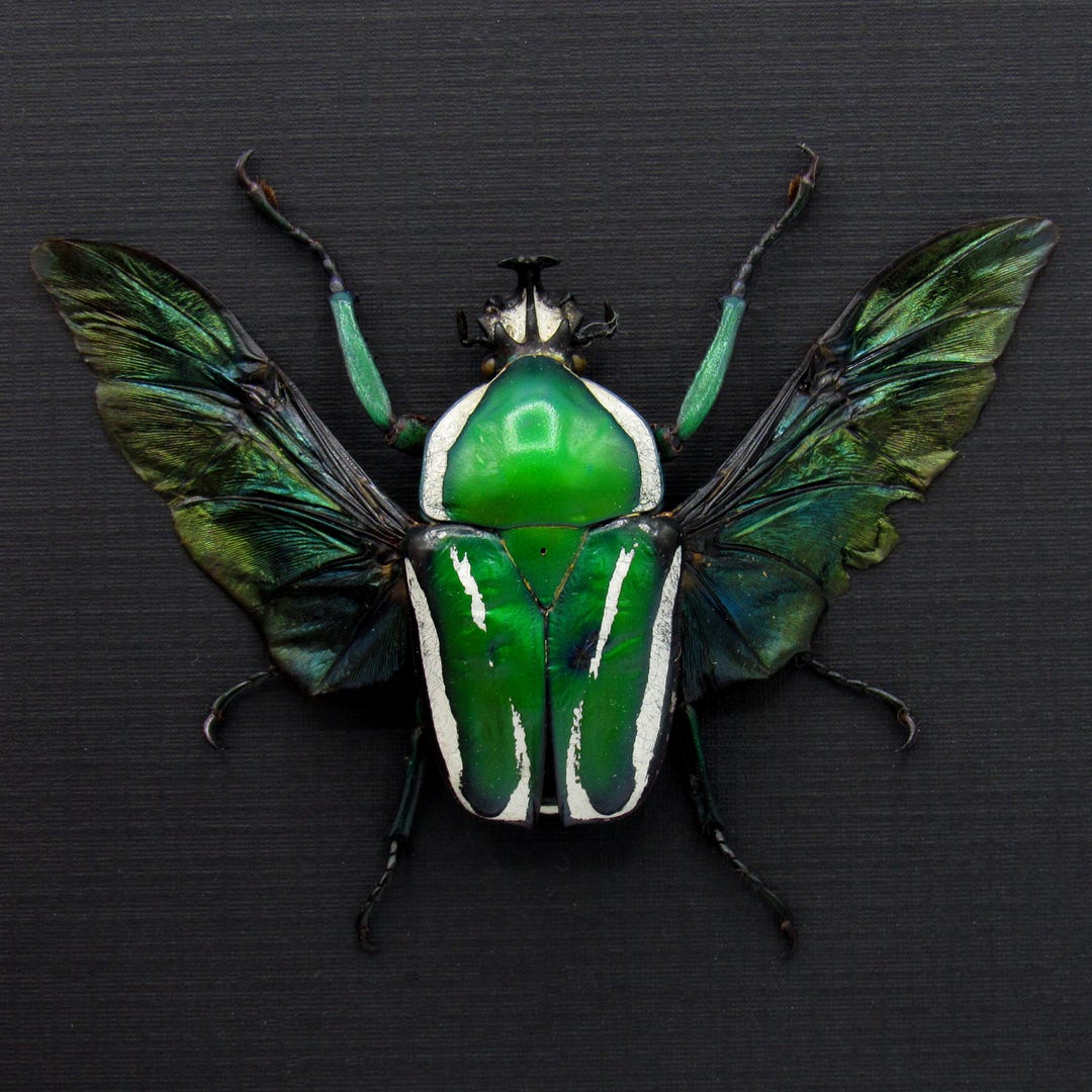 Real Metallic Green Scarab Beetle Framed Taxidermy - Dicronorhina ...