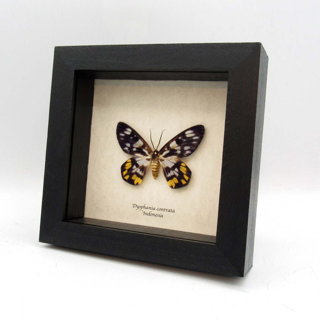 Real Yellow False Tiger Moth Framed Taxidermy - Dysphania Contrata ...