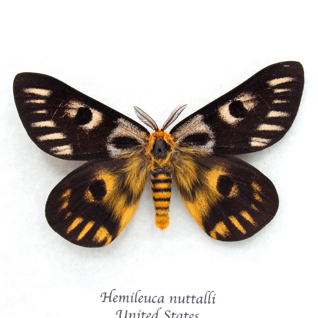 Real Rare Sheep Moth Framed Taxidermy - Hemileuca Nuttalli - Extra Dark ...