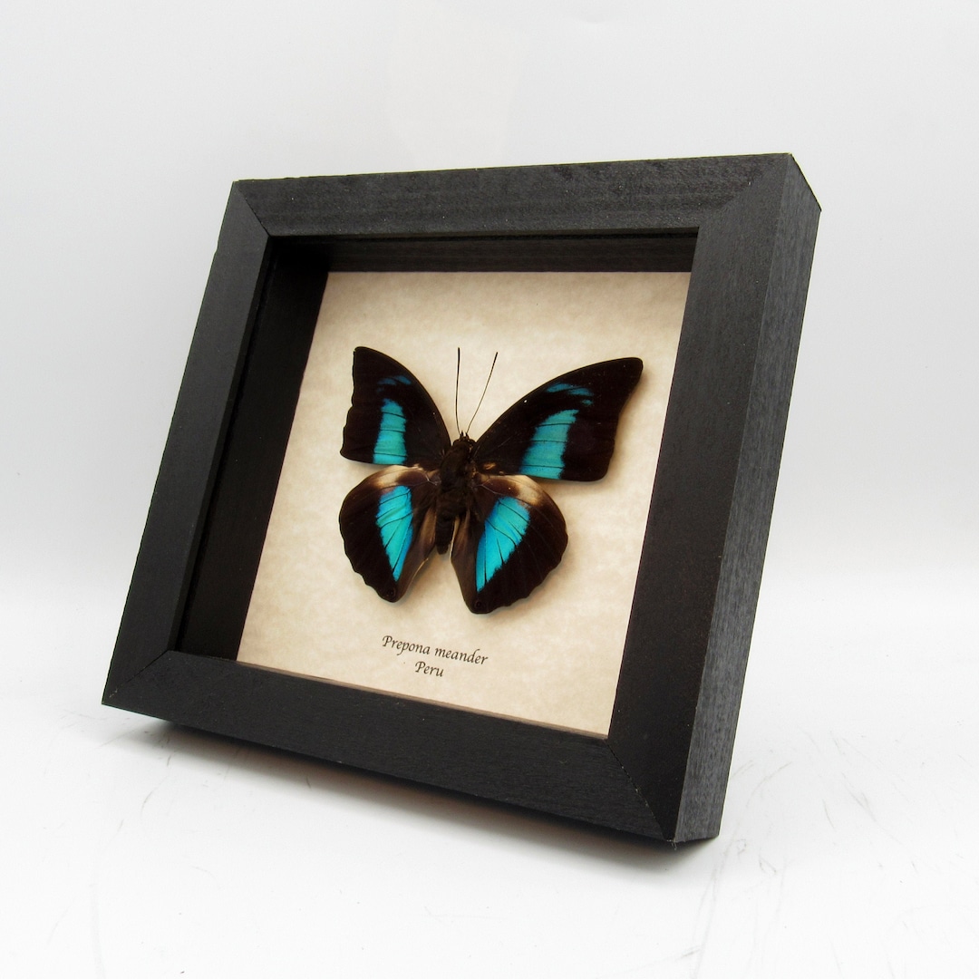 Real Blue Butterfly Framed Taxidermy - Prepona Meander - Etsy