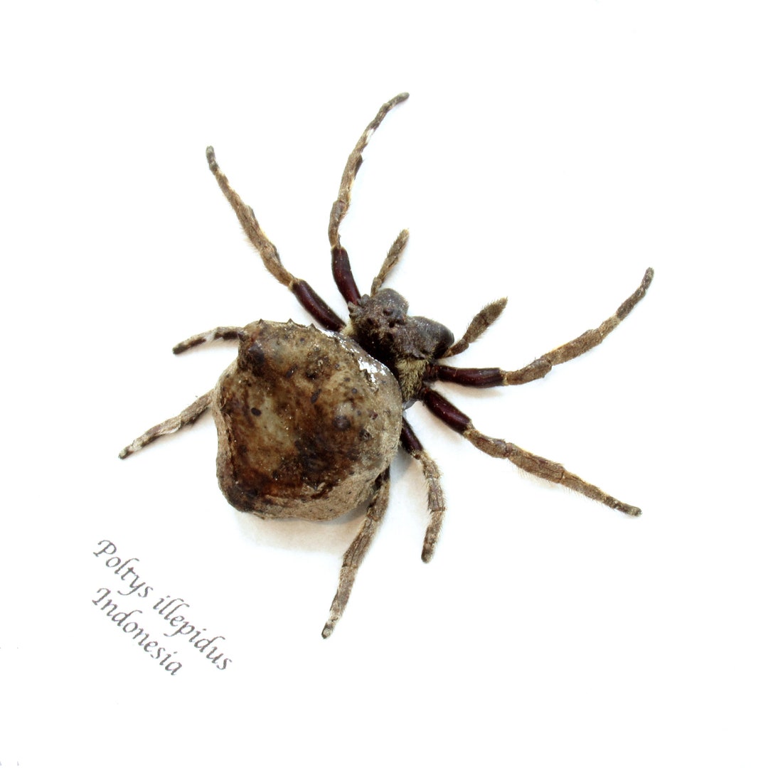 Real Orb Weaver Spider Framed Taxidermy - Poltys Illepidus - Etsy