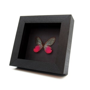 Real Pink Blushing Phantom Butterfly Framed Taxidermy Cithaerias Pireta ...