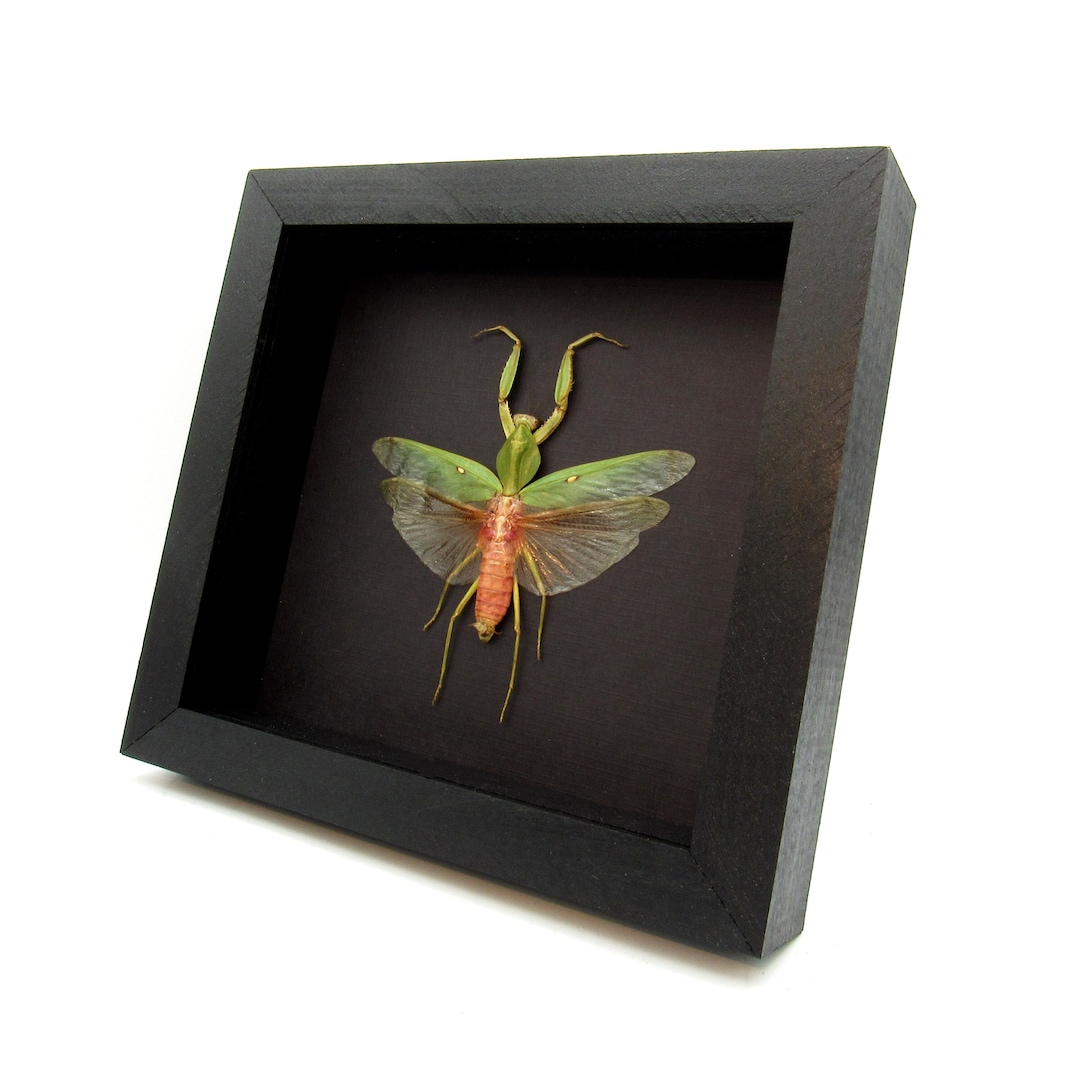 Real Giant Hooded Leaf Mantis Framed Taxidermy - Rhombodera Javana - Etsy