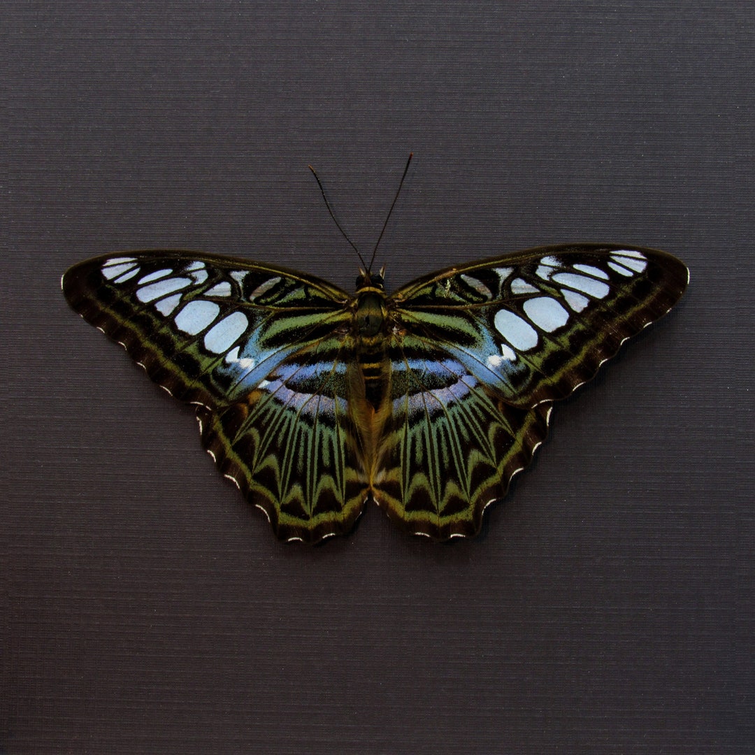 Real Purple Butterfly Framed Taxidermy Parthenos Lilacinus Victorian ...