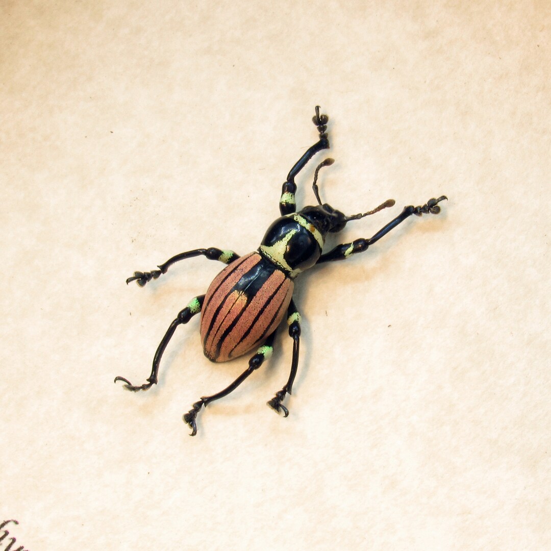 WEEVIL MANIA! Rare Pink Beetle Framed Taxidermy - Pachyrhynchus Loheri ...