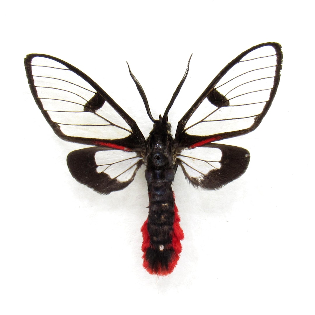 Real Tiny Scarlet-tipped Wasp Mimic Moth Framed Taxidermy - Dinia ...